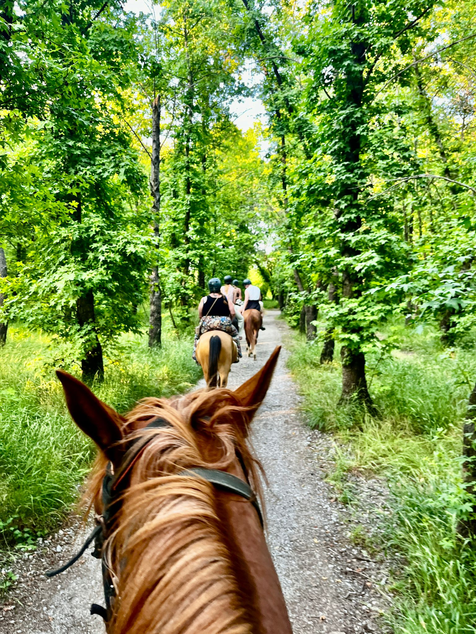 Galloping Seahorses